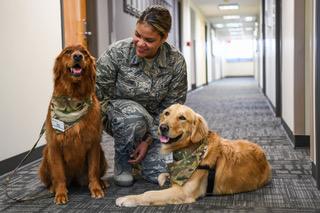 Therapy Dogs On Military Bases - Alliance of Therapy Dogs