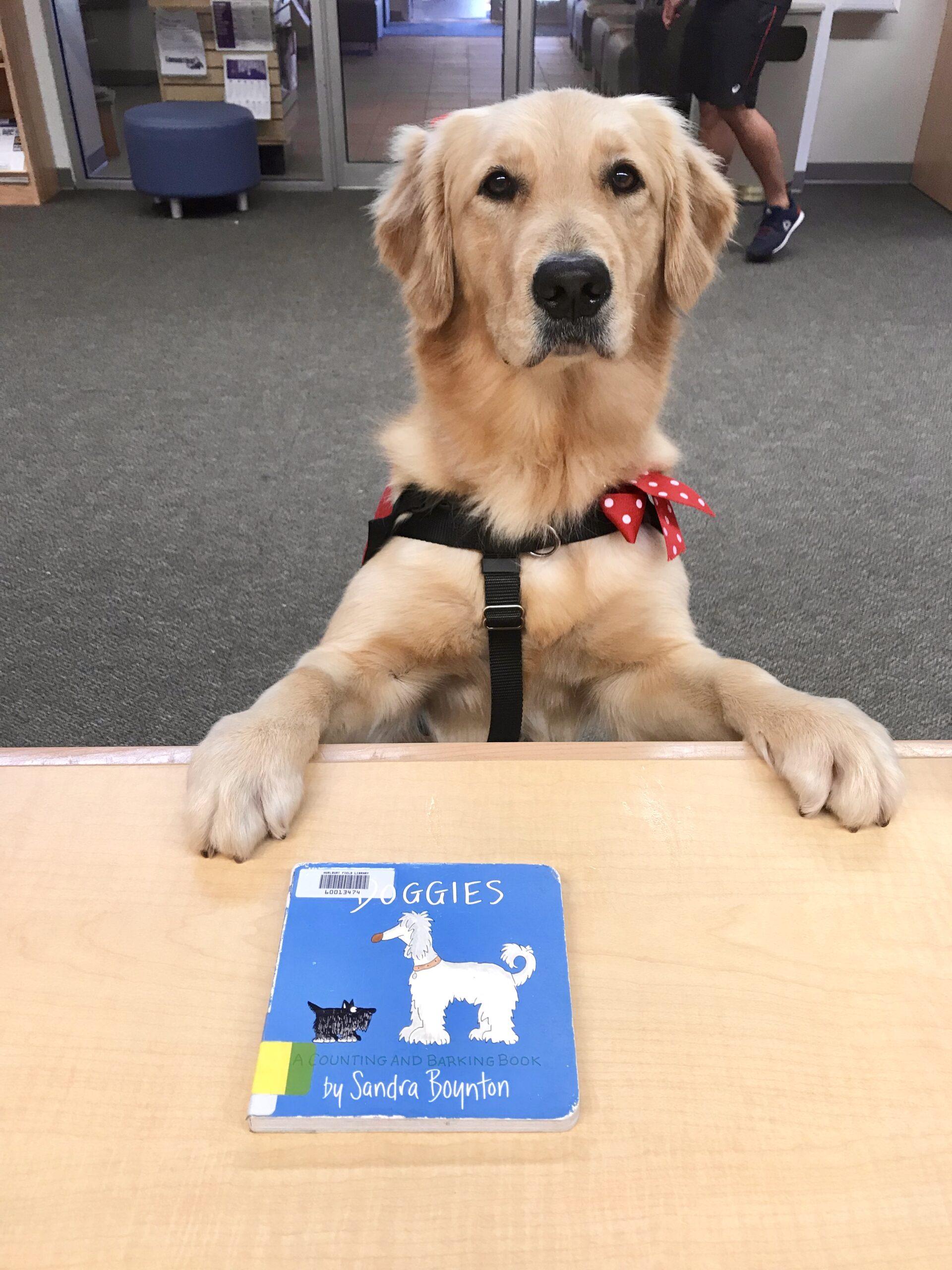 Therapy Dogs On Military Bases - Alliance of Therapy Dogs