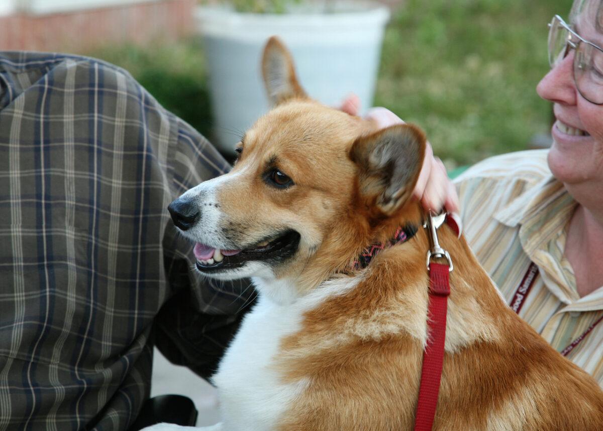 Advocate For Your Dog On Therapy Dog Visits - Alliance of Therapy Dogs