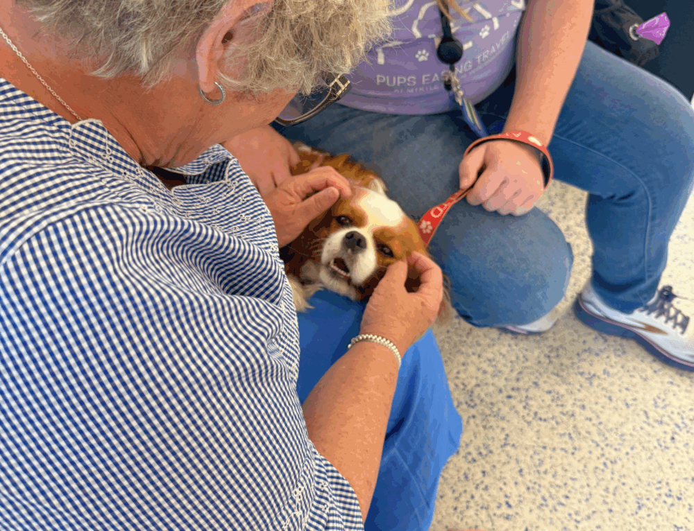 What Do Therapy Dogs Actually Do? - Alliance of Therapy Dogs Inc.