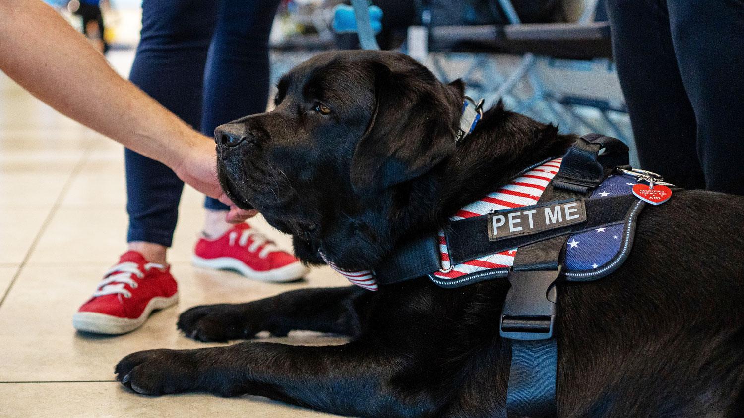 ATD Dog Blog - Alliance of Therapy Dogs